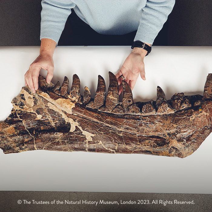 Tyrannosaurus | The Royal Mint