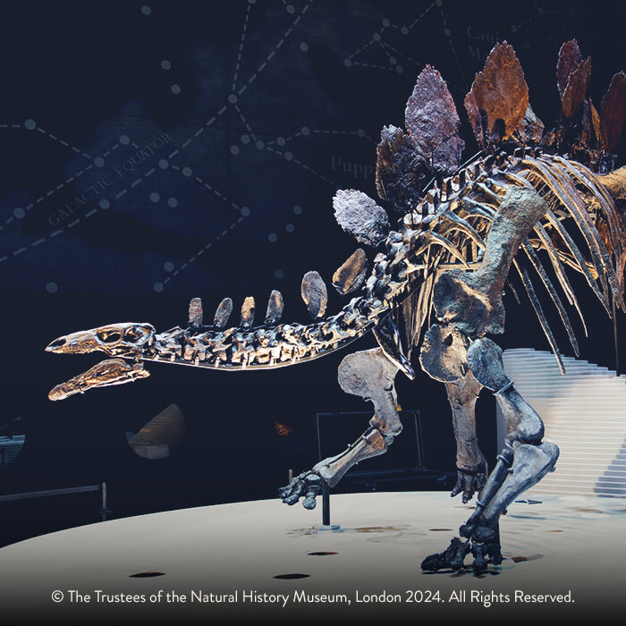 Stegosaurus | The Royal Mint